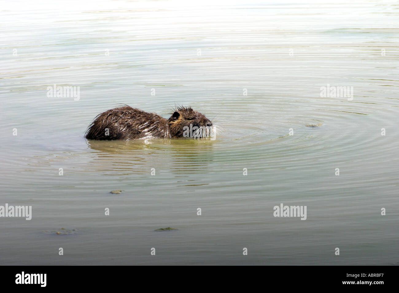 Nutria schwimmend hi-res stock photography and images - Alamy