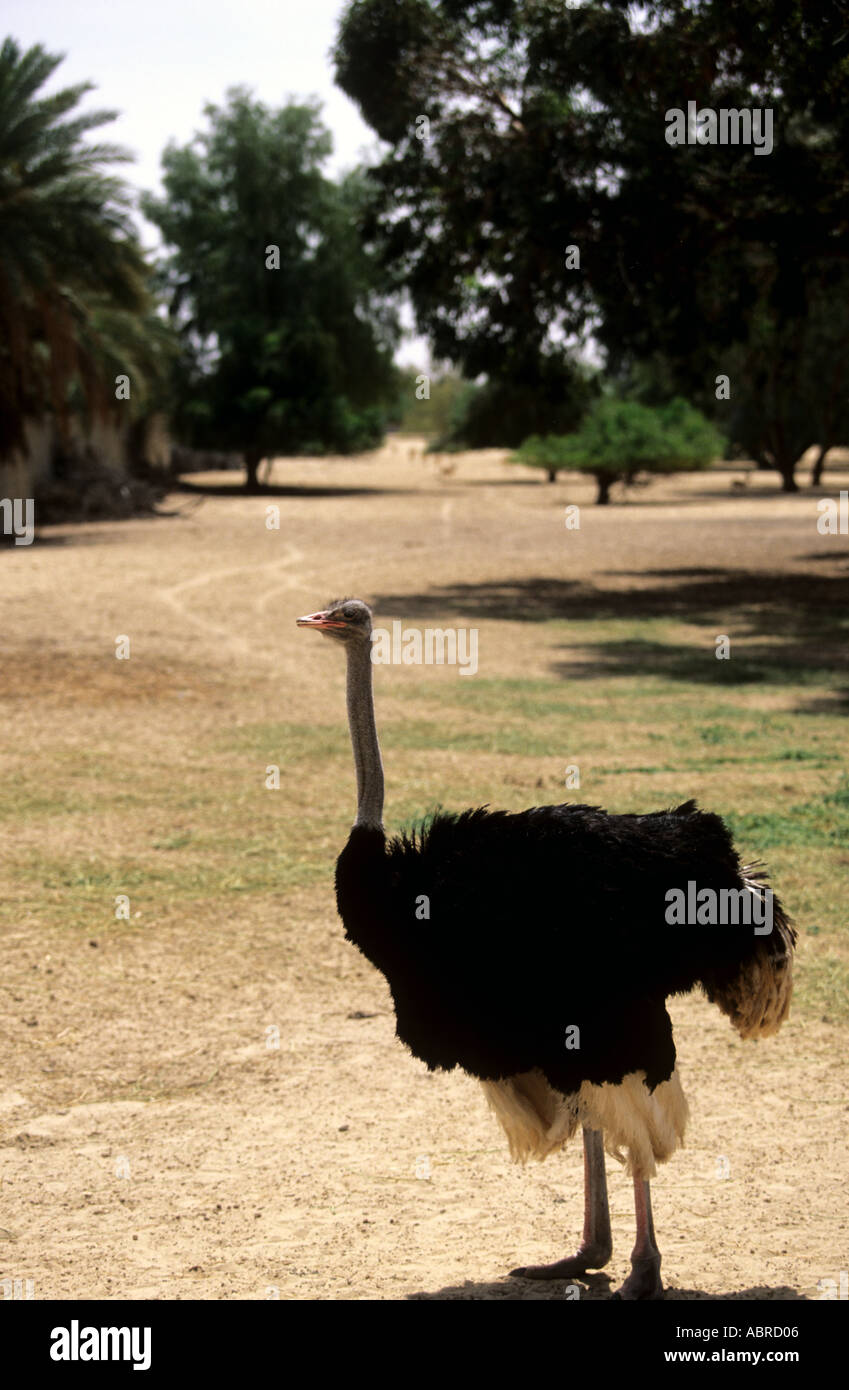 Ostrich chick hatching hi-res stock photography and images - Alamy