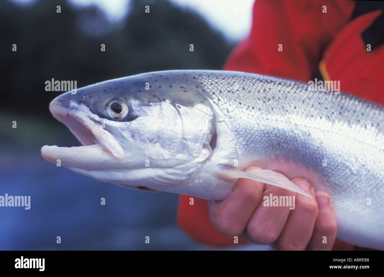 Steelhead trout Washington State Stock Photo - Alamy