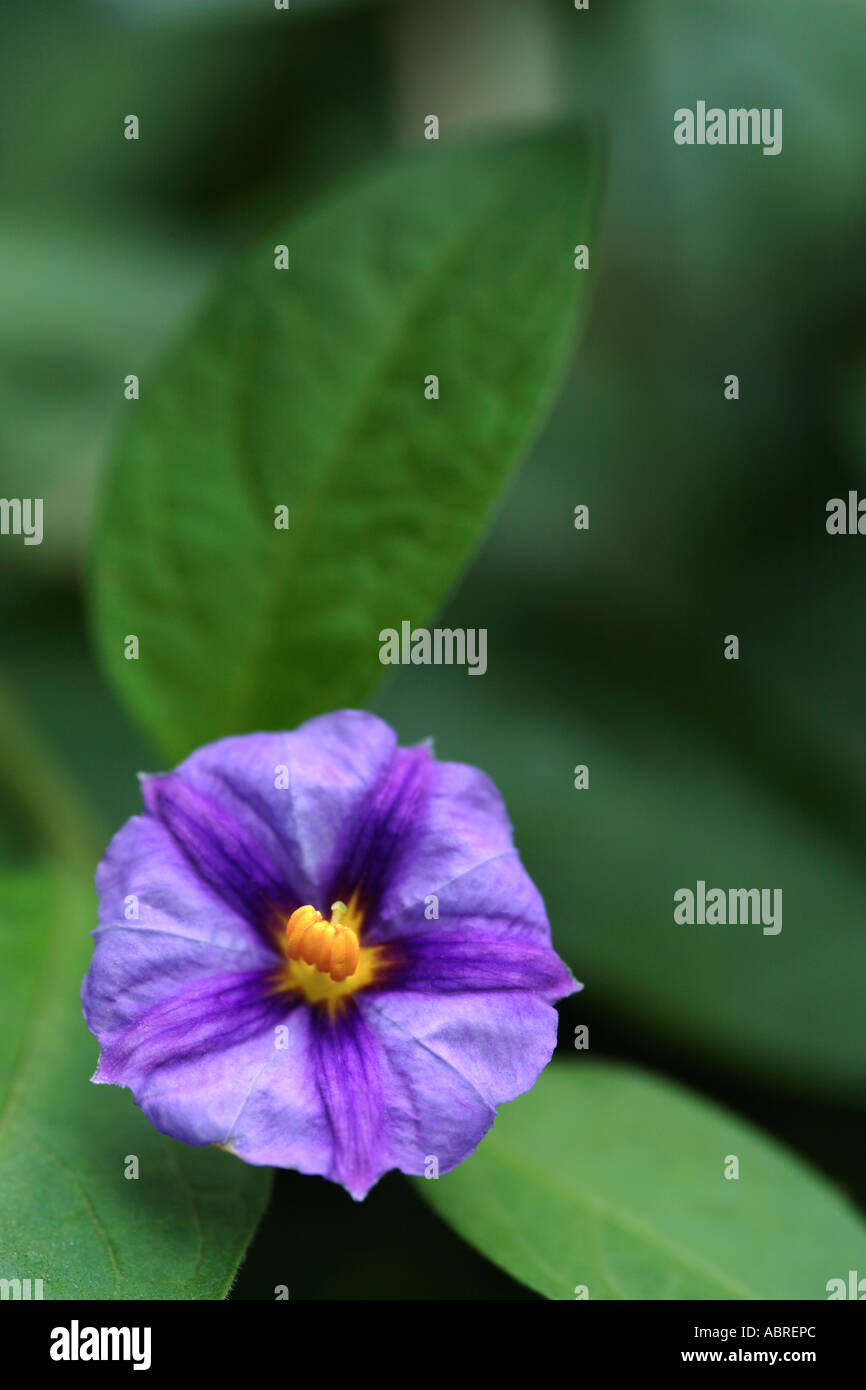 Lycianthes rantonnetii Blue Potato Bush flower Stock Photo - Alamy