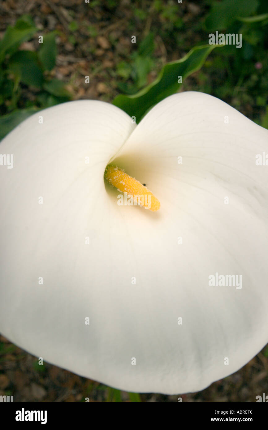Weed flower hi hi-res stock photography and images - Alamy
