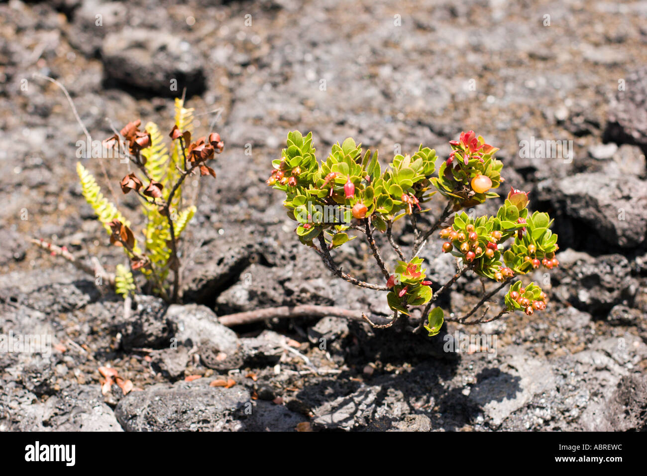Small 'Ohelo berry bush growing in a mineral rich crack on balsaltic ...