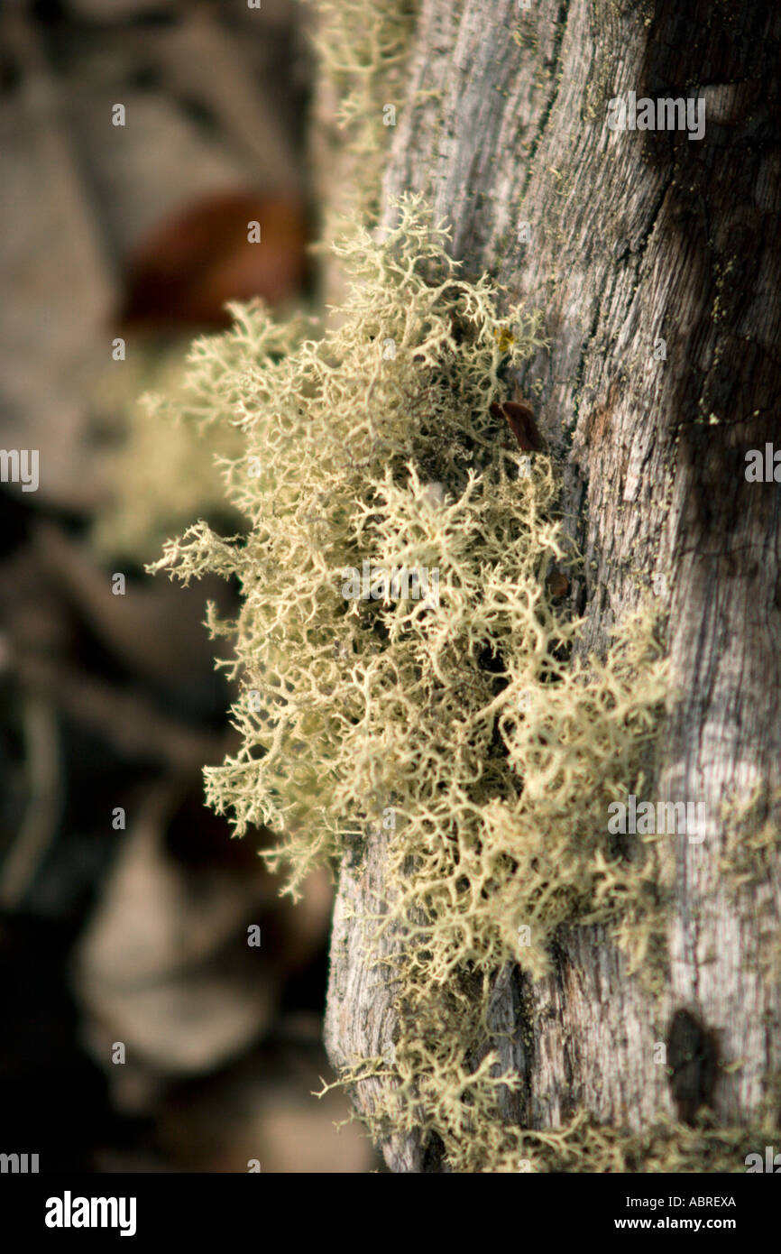 Fruticose (branched) lichen on a dead 'Ohia Lehua stump, Hawai'i ...