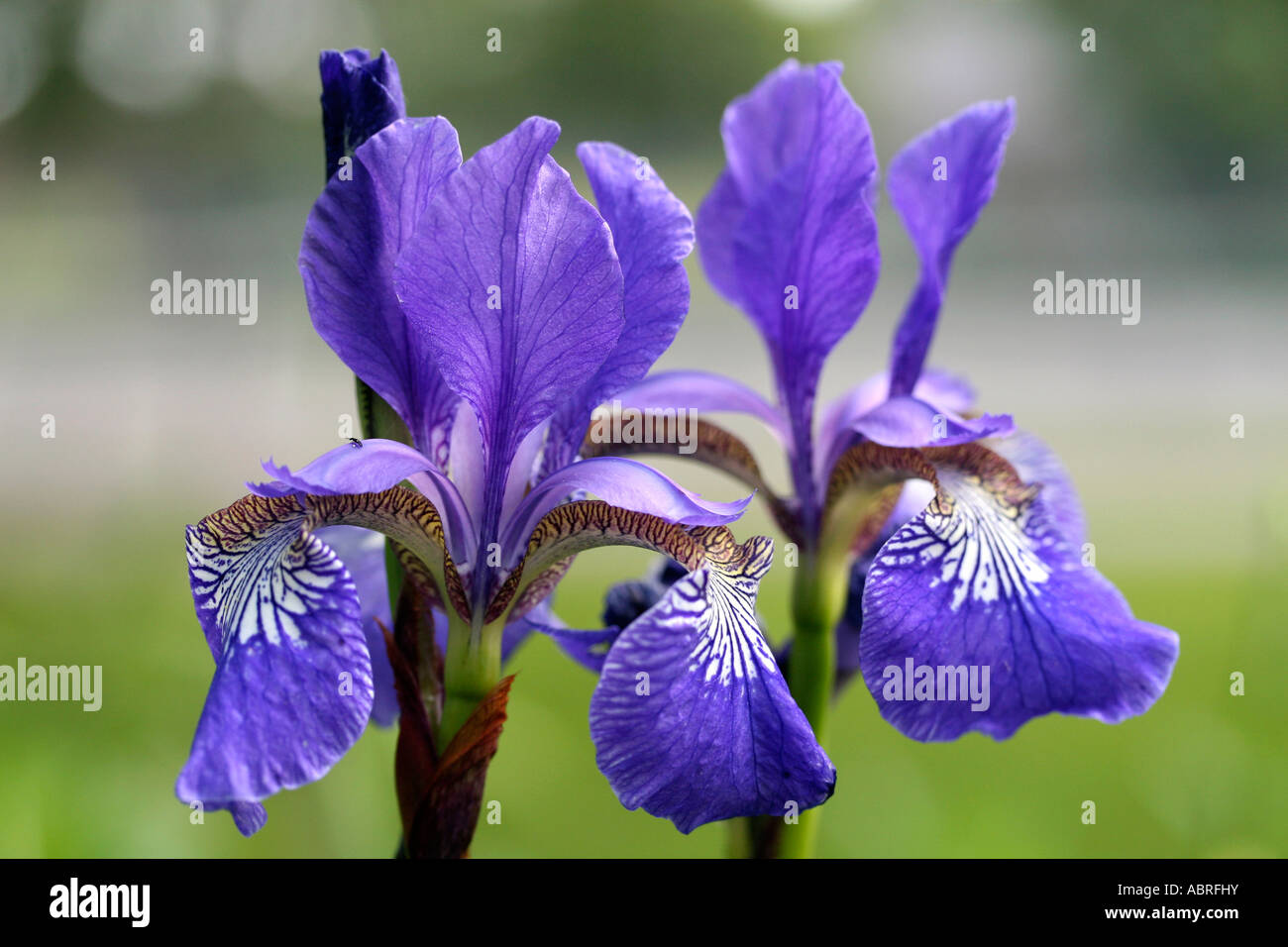 two blue flag irises Stock Photo - Alamy