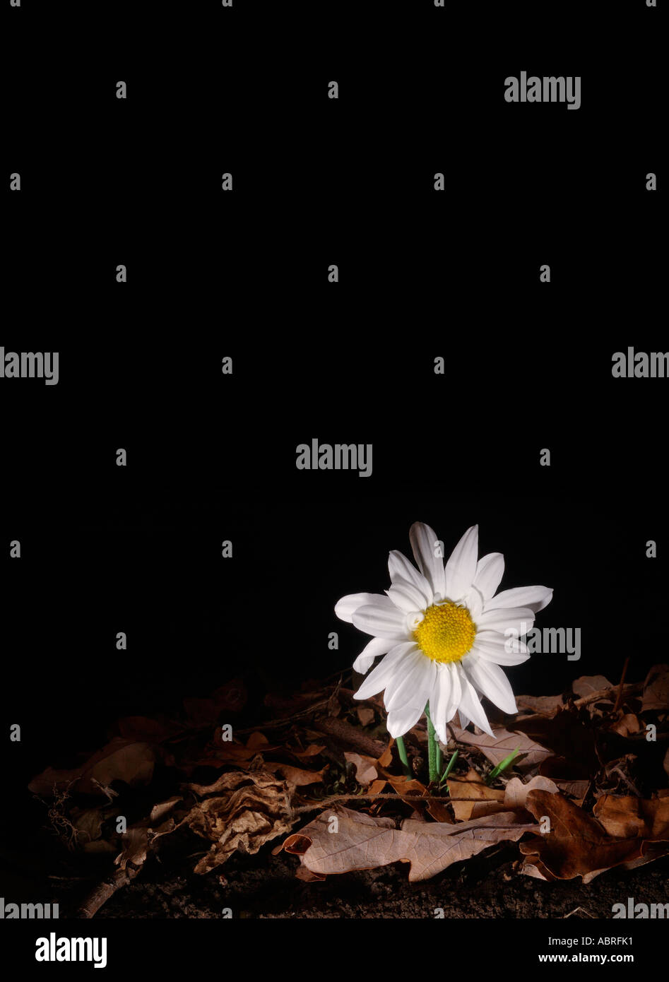 A Daisy Emerges From Dark Leaf Covered Forest Floor Stock Photo - Alamy