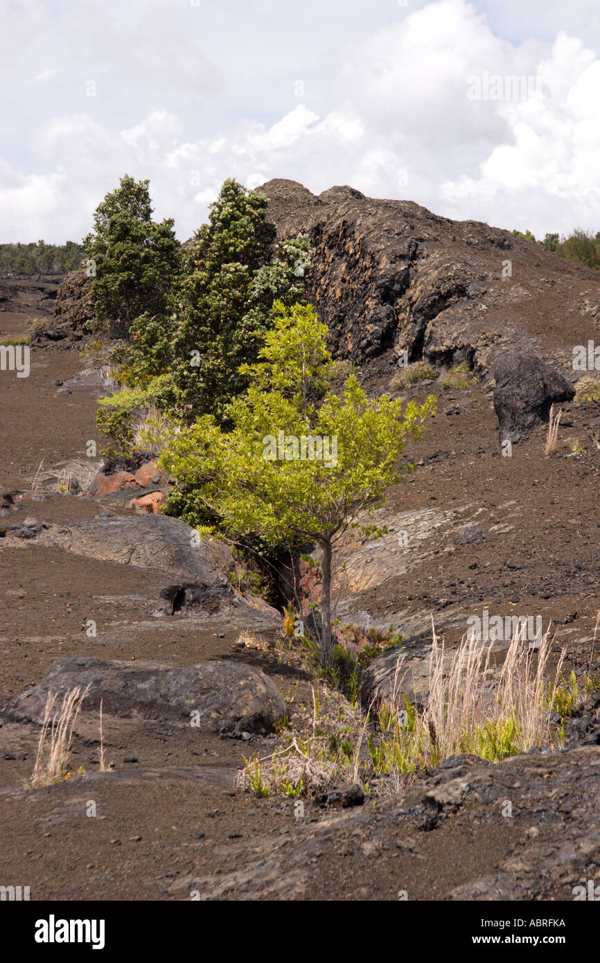 Hapuu fern hi-res stock photography and images - Alamy