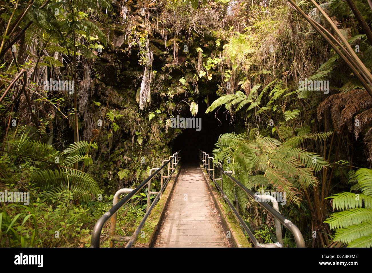 Hawaii Volcano National Park Rainforest