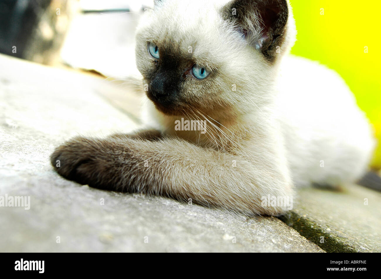 Young British Siamese Kitten Plays with Camera Stock Photo - Alamy
