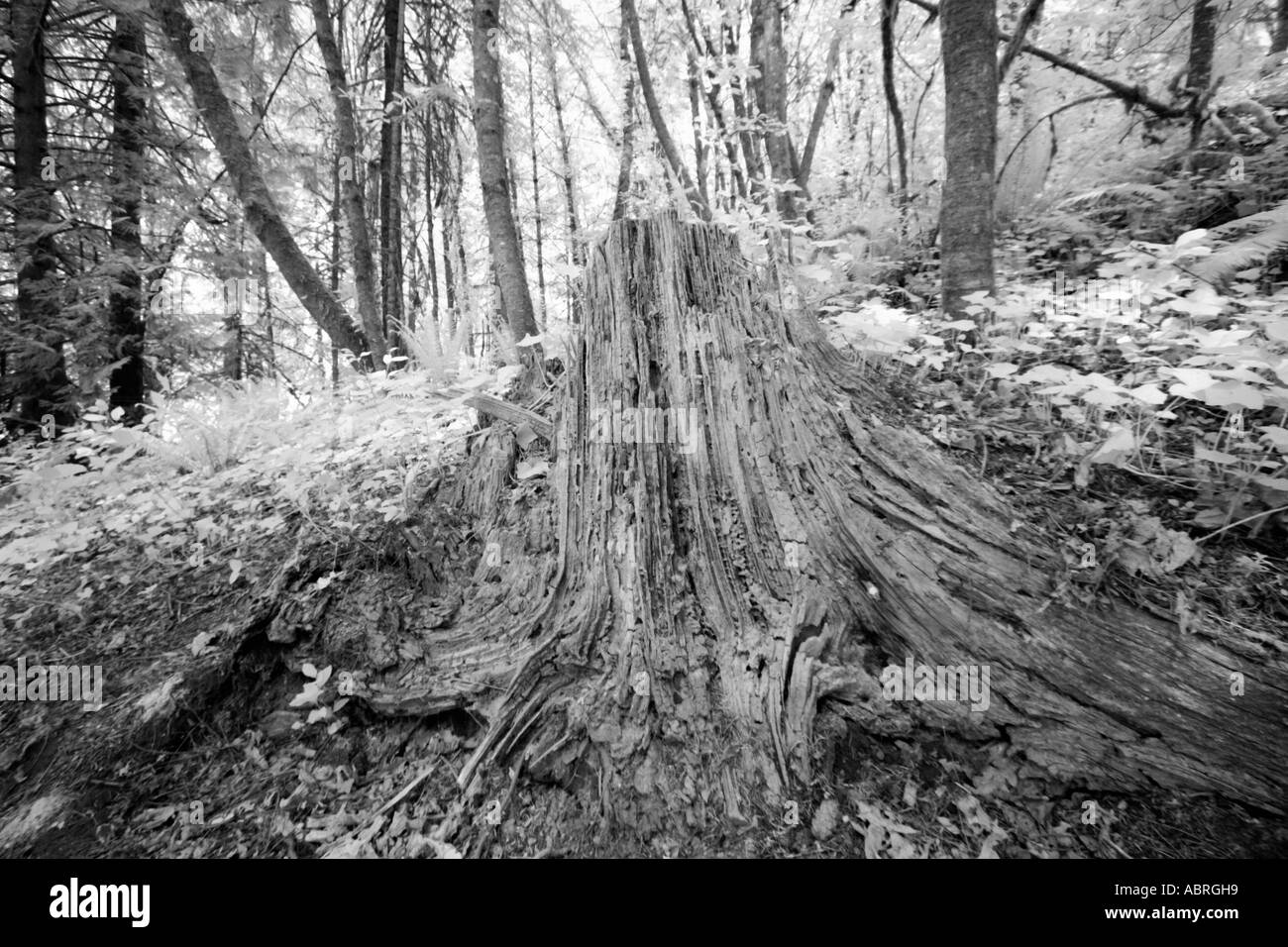 Monochrome forest landscape in Black and White Stock Photos & Images ...