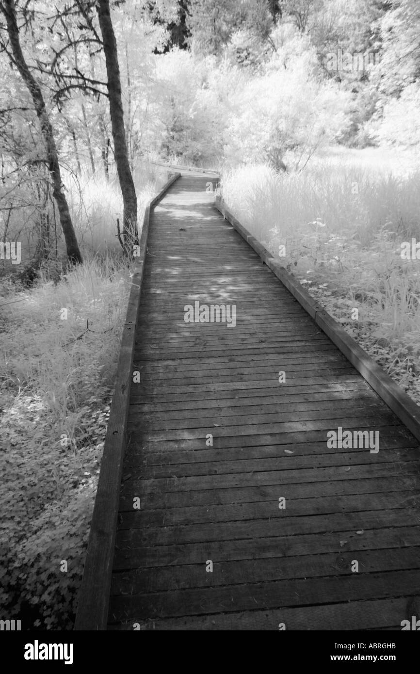 Through the forest Black and White Stock Photos & Images - Alamy