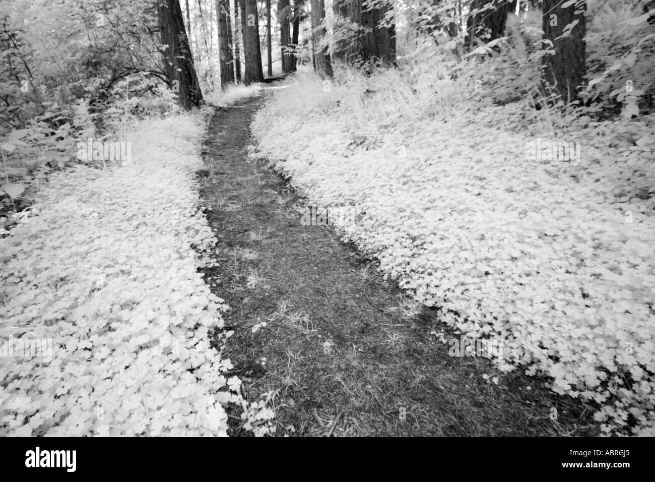 Moody forest pathway Black and White Stock Photos & Images - Alamy