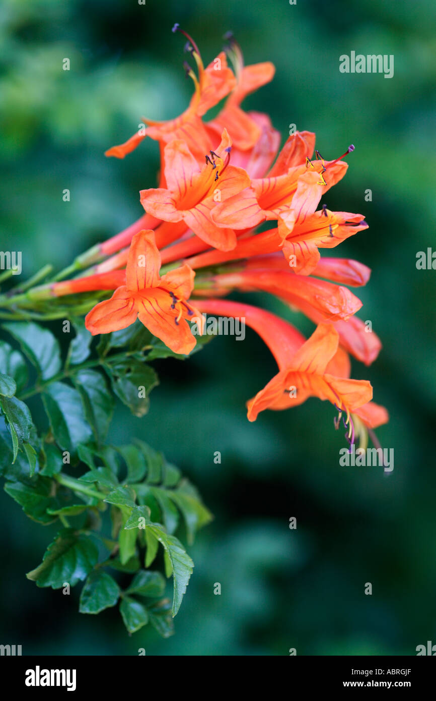 Close up of flowering Cape Honeysuckle Tecomaria capensis Stock Photo - Alamy