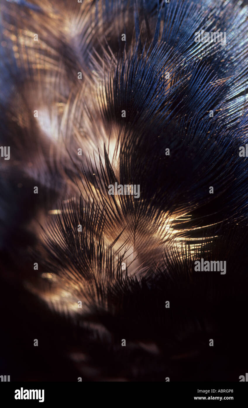 Black ruffle feathers hi-res stock photography and images - Alamy