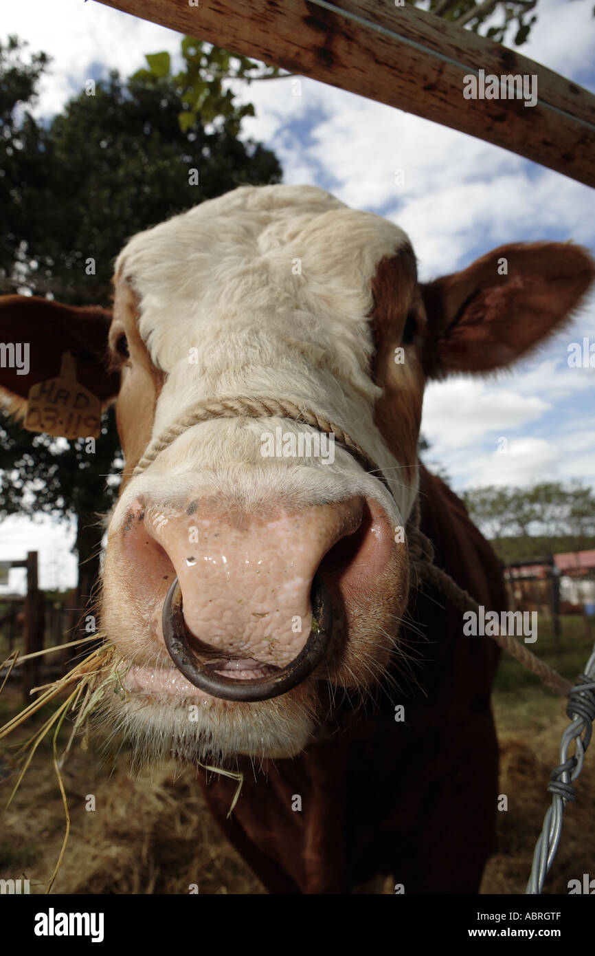 Close up of cow with nose ring Stock Photo - Alamy