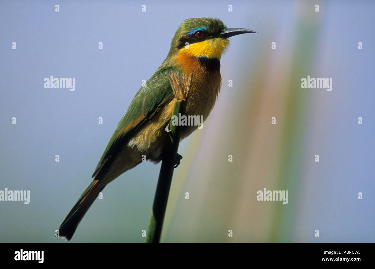 Little Bee-eater (Merops pusillus) perched on a Papyrus reed, Eastern ...