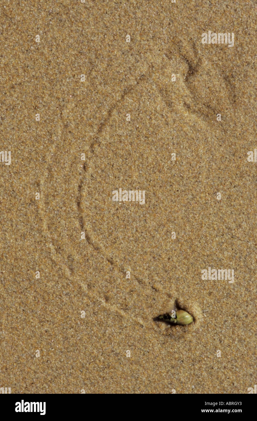 Sea snail trail on a beach in South Africa Stock Photo - Alamy