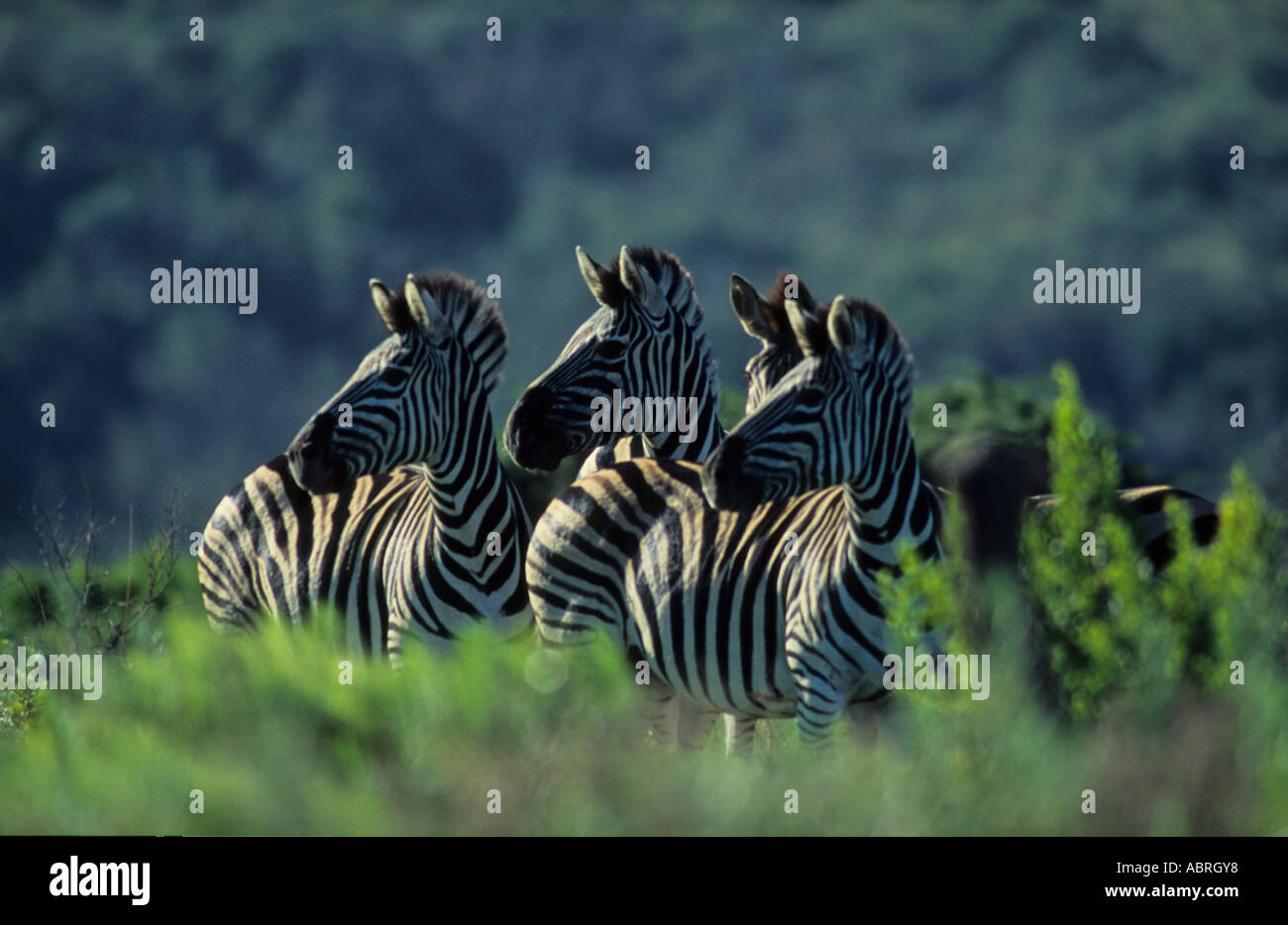 Kat river reserve hi-res stock photography and images - Alamy
