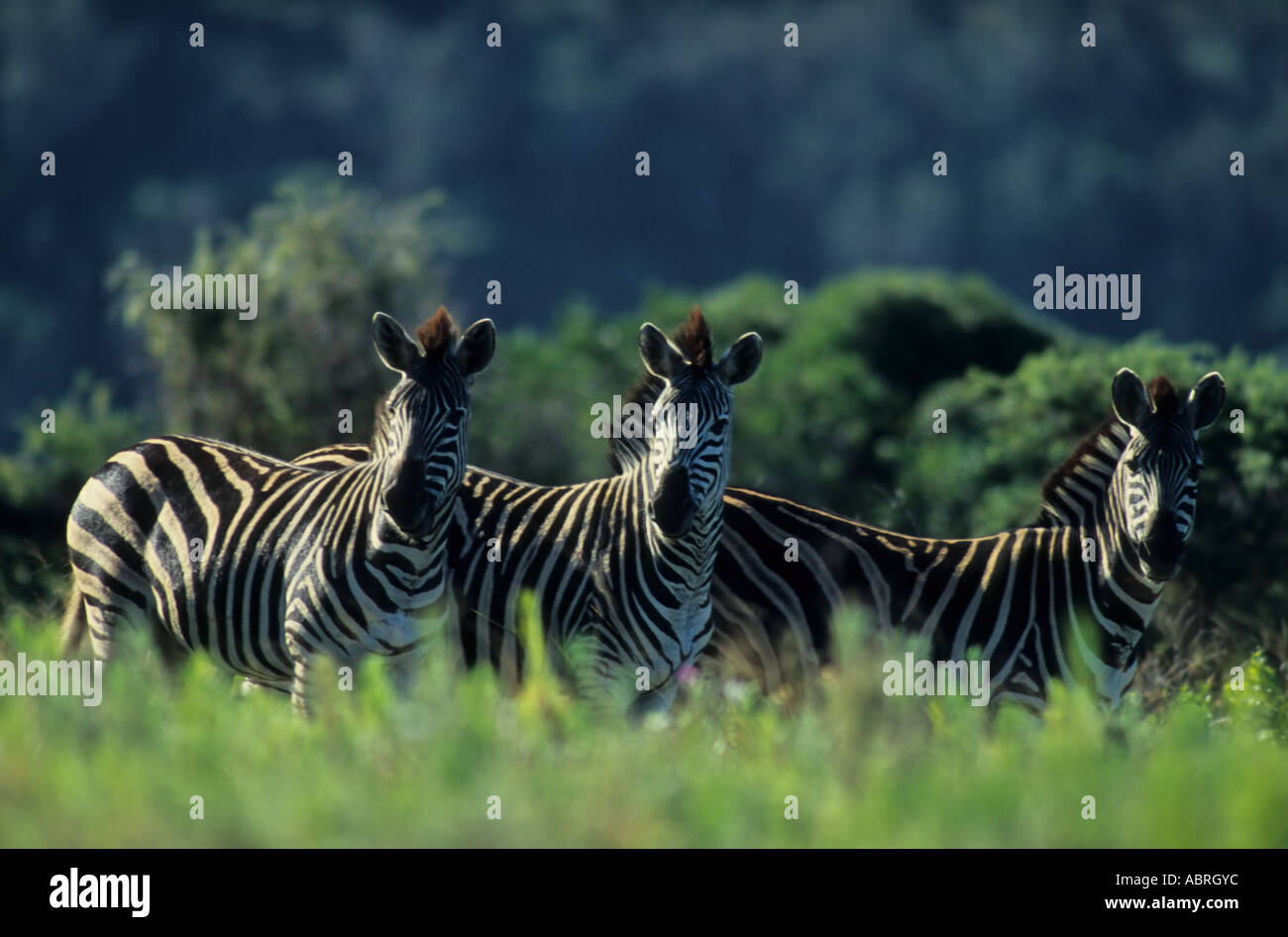 Kat river reserve hi-res stock photography and images - Alamy