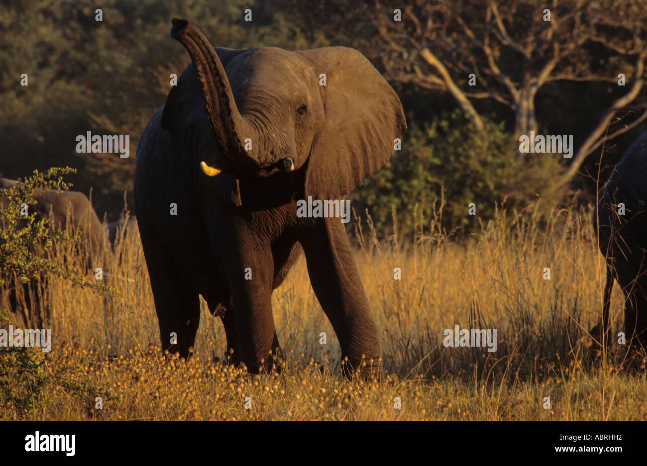 African Elephant (Loxidonta africana) sniffing the air, Eastern Caprivi ...