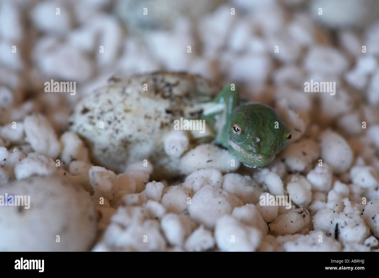 Baby Chameleon Hatching