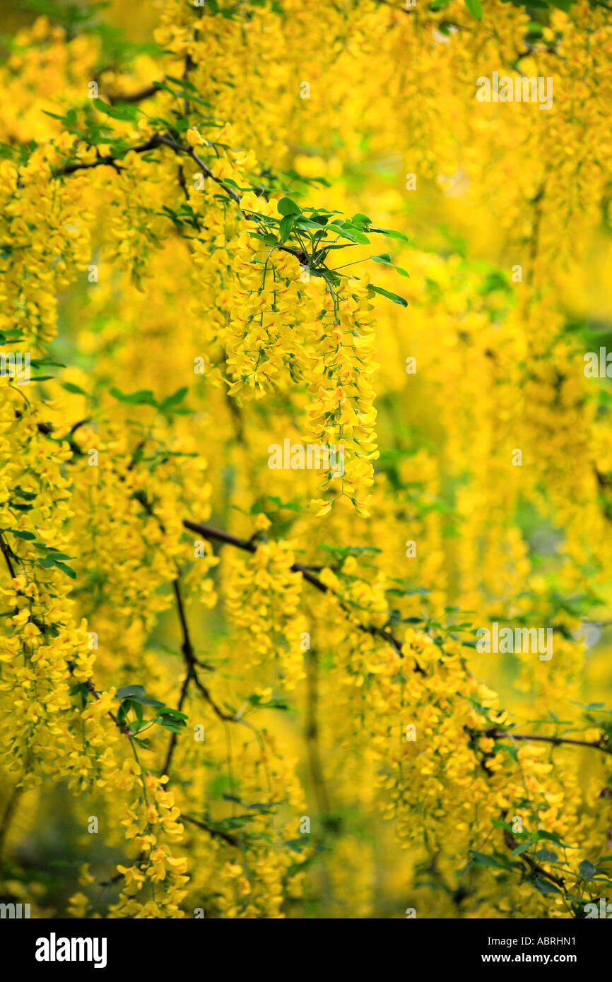 Common Laburnum Laburnum anagyroides Stock Photo - Alamy