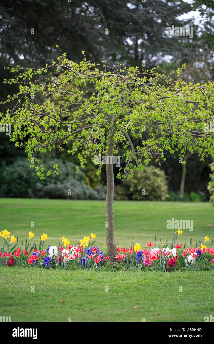 Tree and flowers in the garden Stock Photo - Alamy