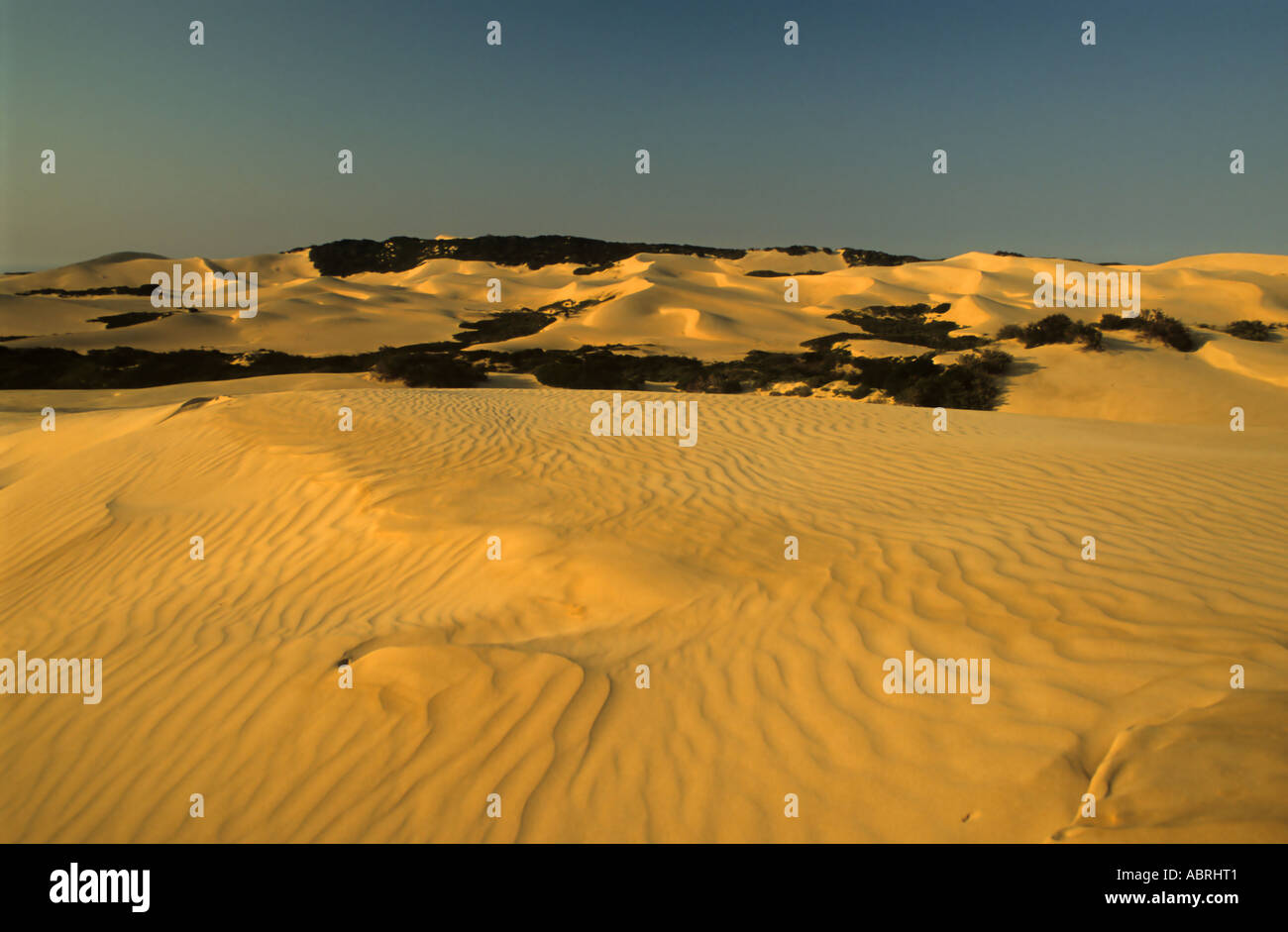 Alexandria Dune field, south Africa Stock Photo - Alamy
