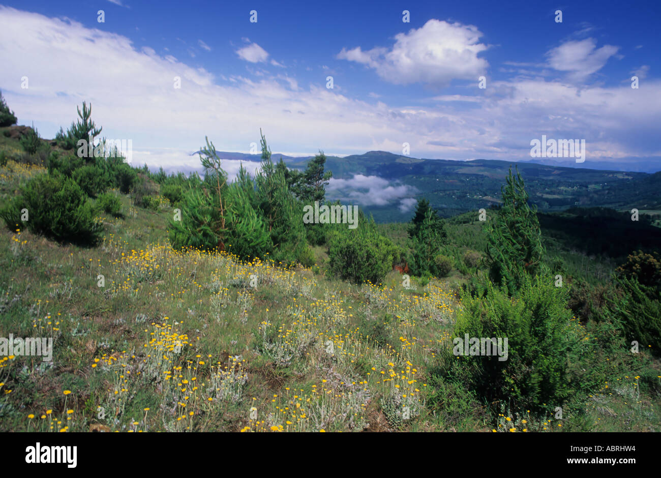 Cobifer hi-res stock photography and images - Alamy