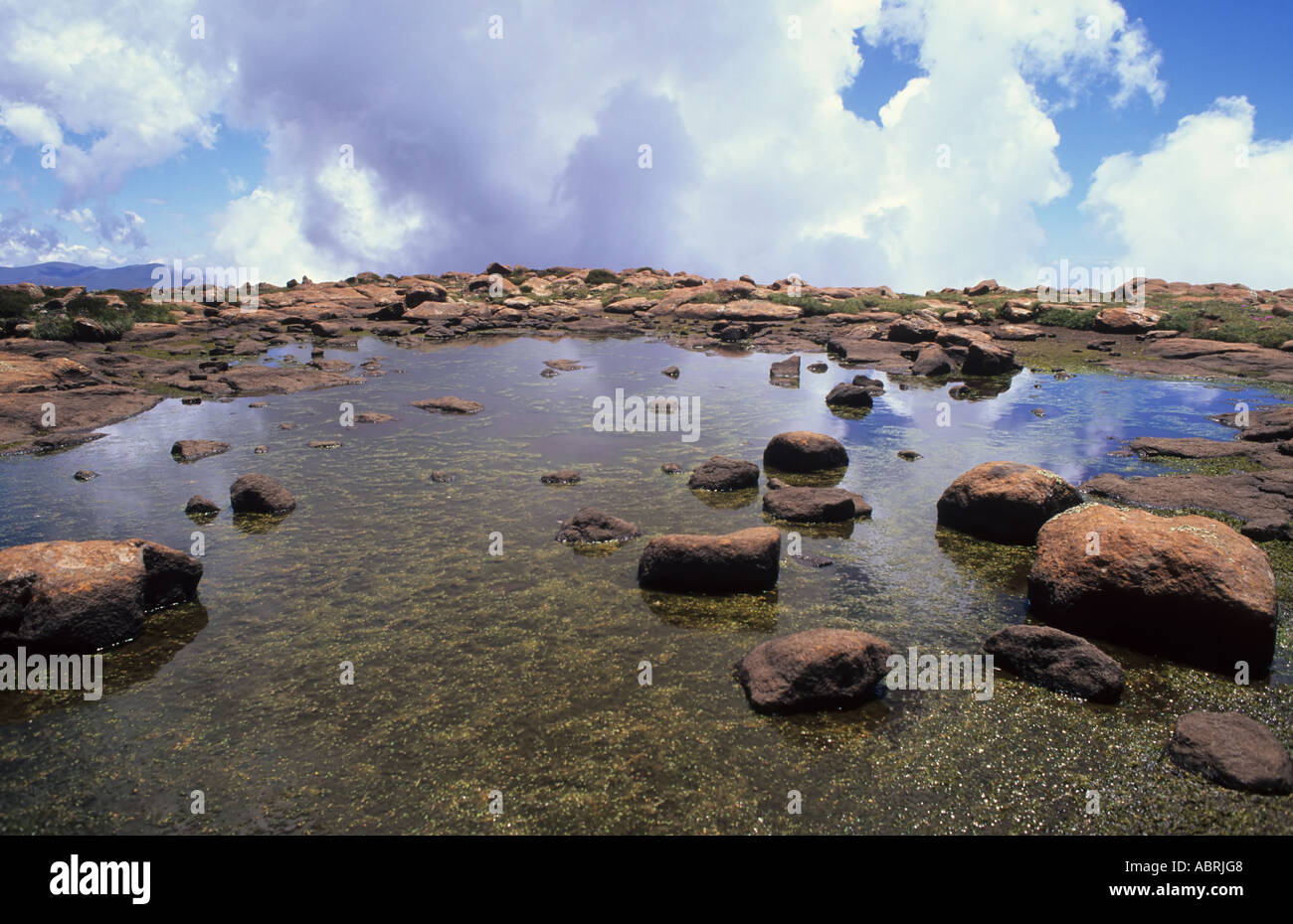 Mafadi hi-res stock photography and images - Alamy