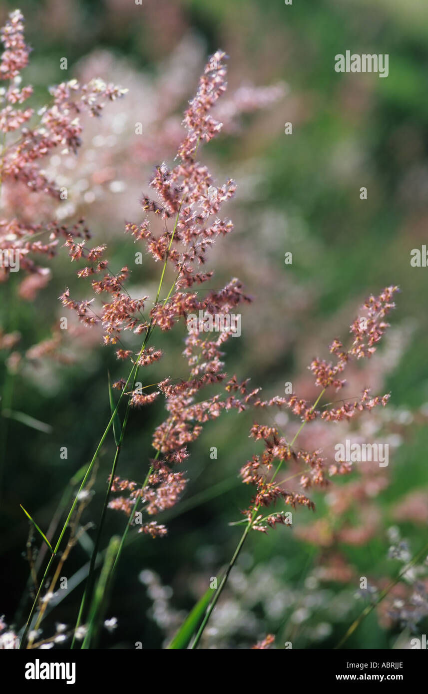 Backlit Natal Red Top Grass (Melinis repens Stock Photo - Alamy