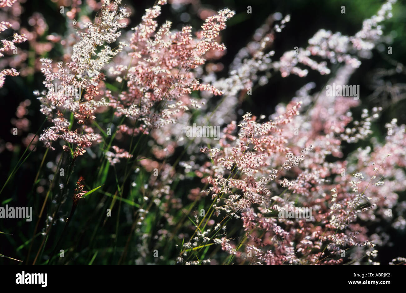 Backlit Natal Red Top Grass (Melinis repens Stock Photo - Alamy