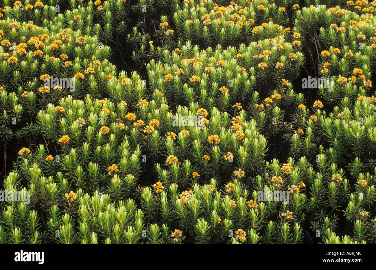 Bush pattern (Drakensberg, south Africa Stock Photo - Alamy