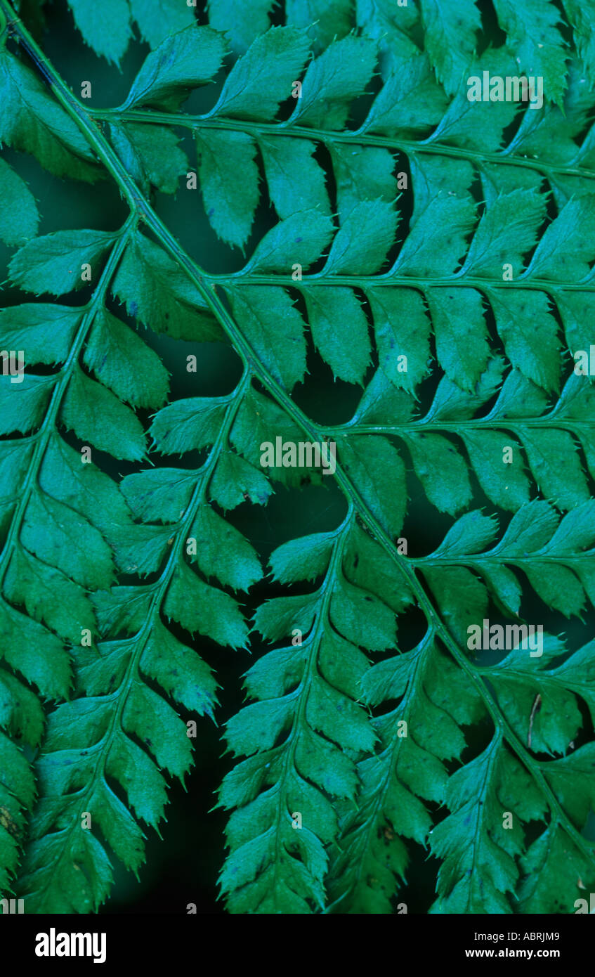 Fern Leaf pattern Stock Photo - Alamy