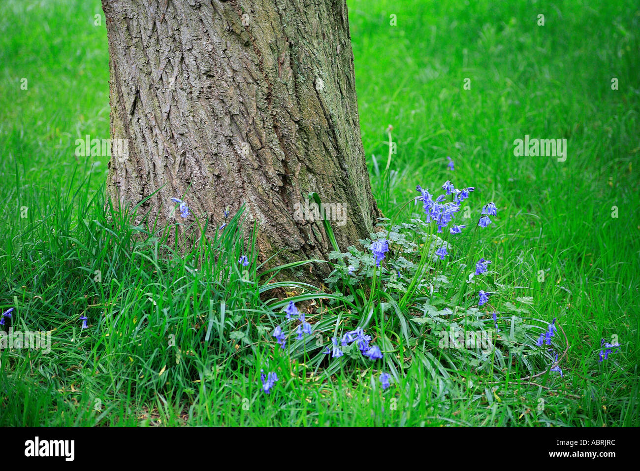 Bluebells and the tree Stock Photo - Alamy