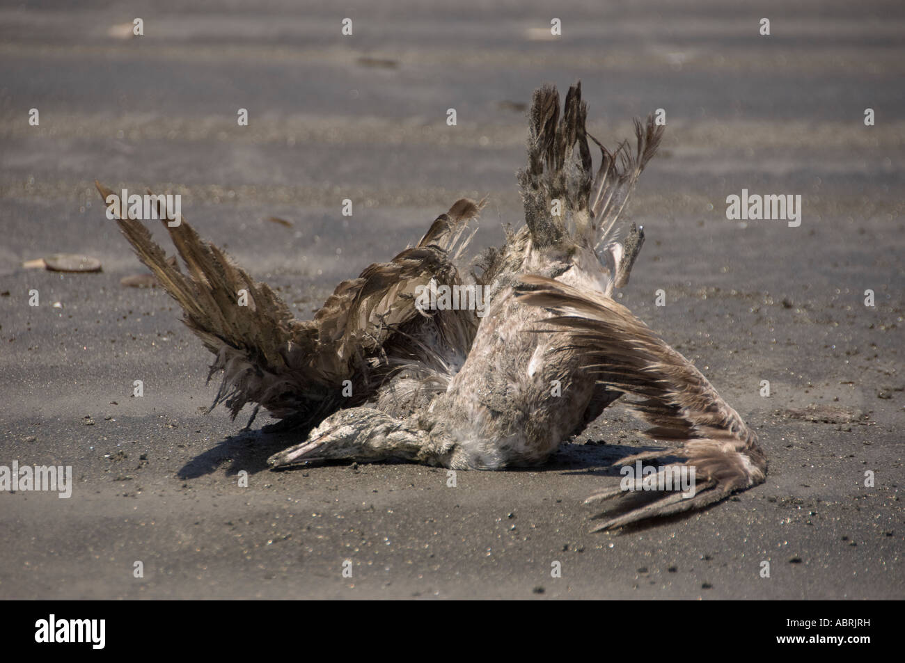 Dead Gull on the Beach, Baja California Stock Photo - Alamy