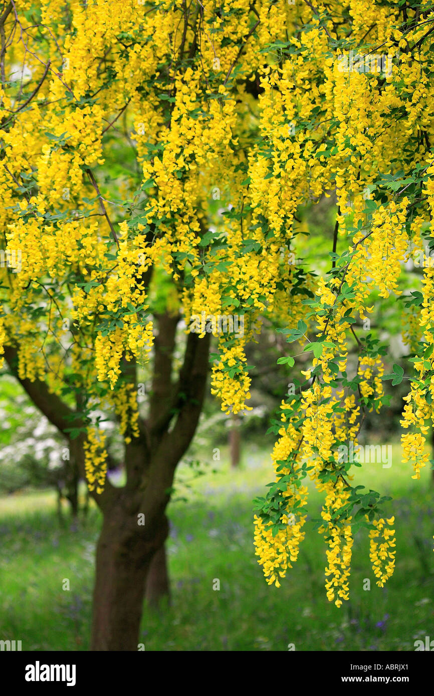 Common Laburnum Laburnum anagyroides Stock Photo - Alamy