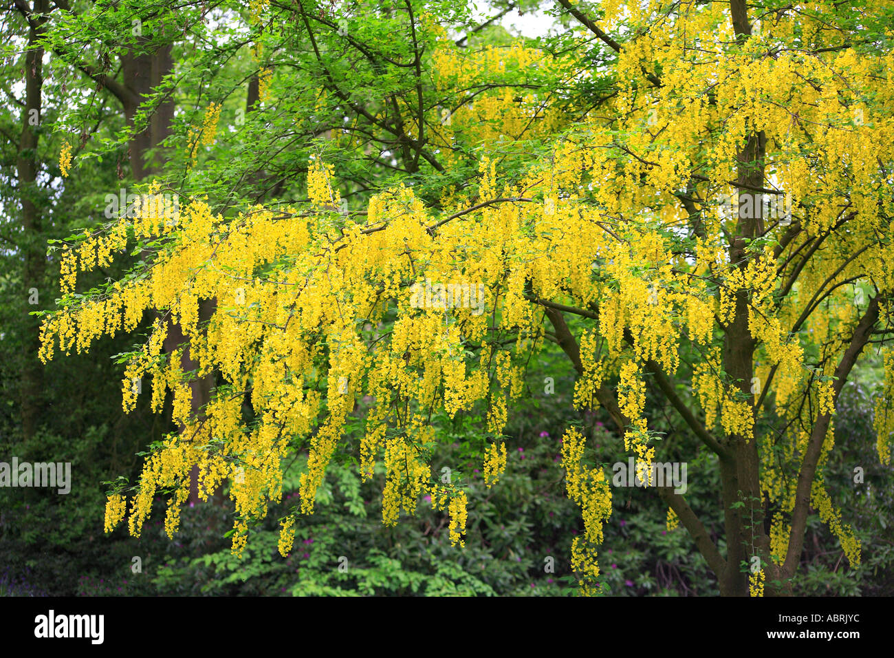 Common Laburnum Laburnum anagyroides Stock Photo - Alamy