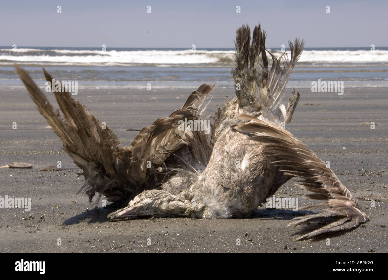 Dead Gull on the Beach, Baja California Stock Photo - Alamy