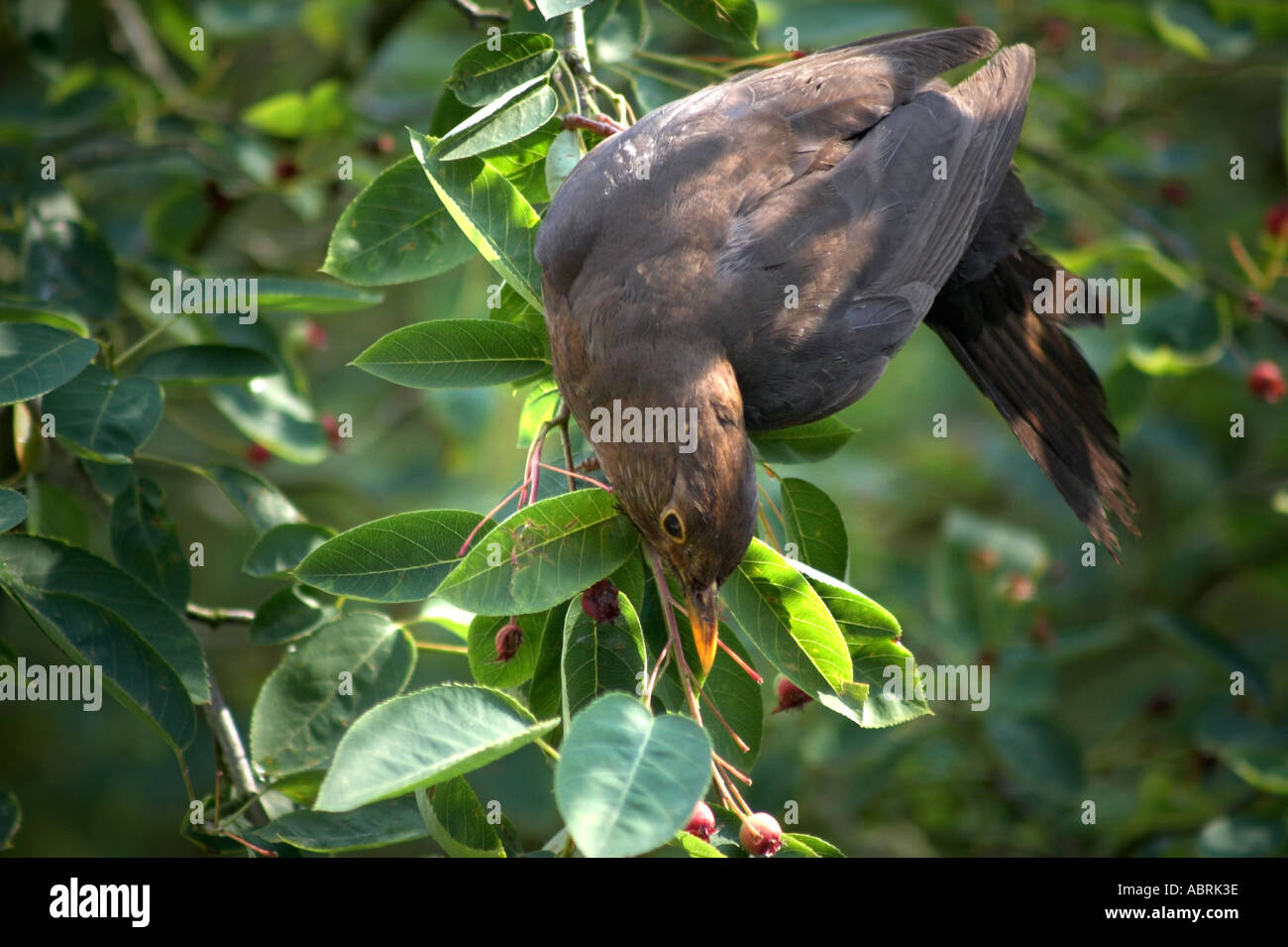 Blackbird eating amalanchier berries Stock Photo - Alamy