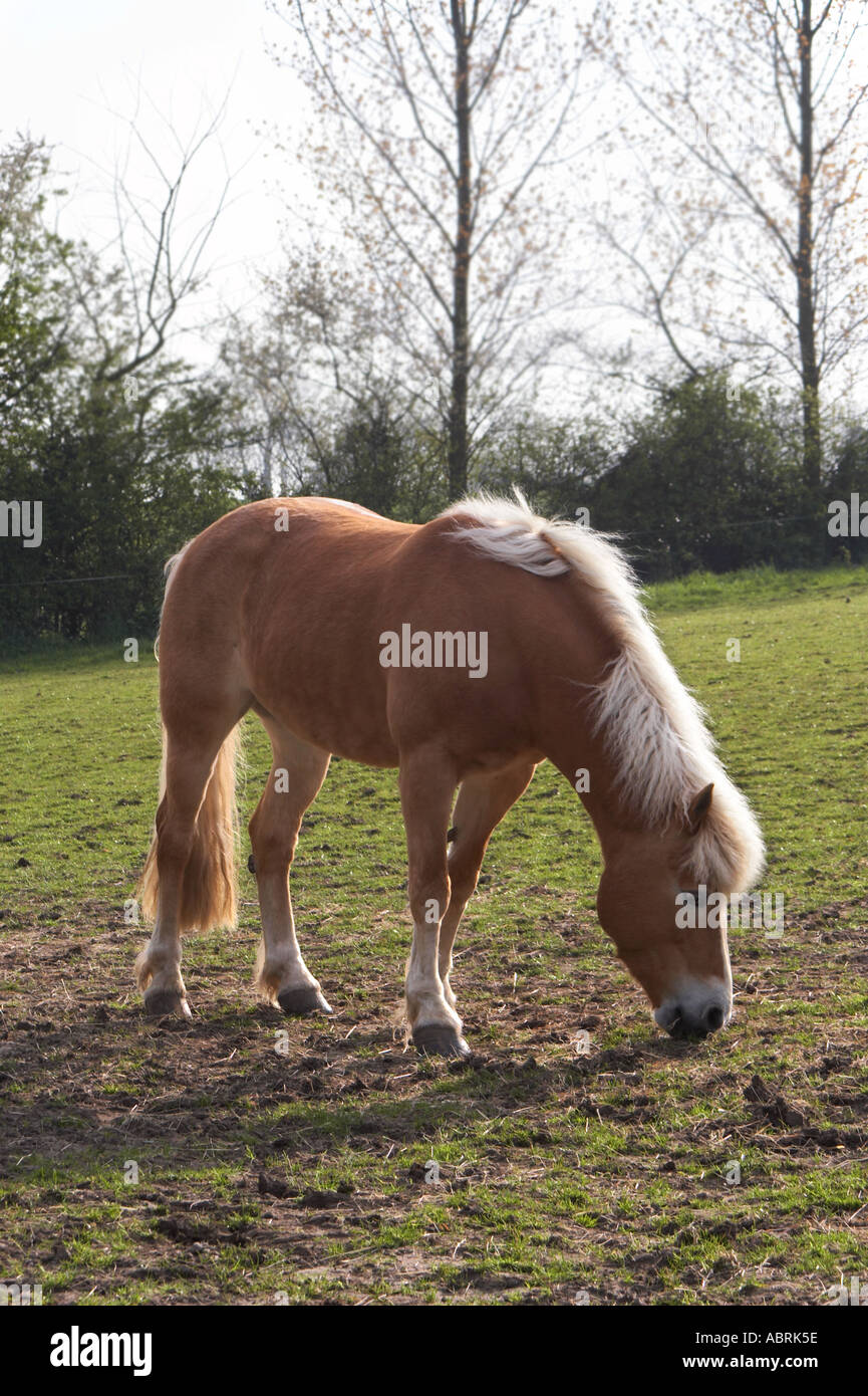 Haflinger horse tail hi-res stock photography and images - Alamy
