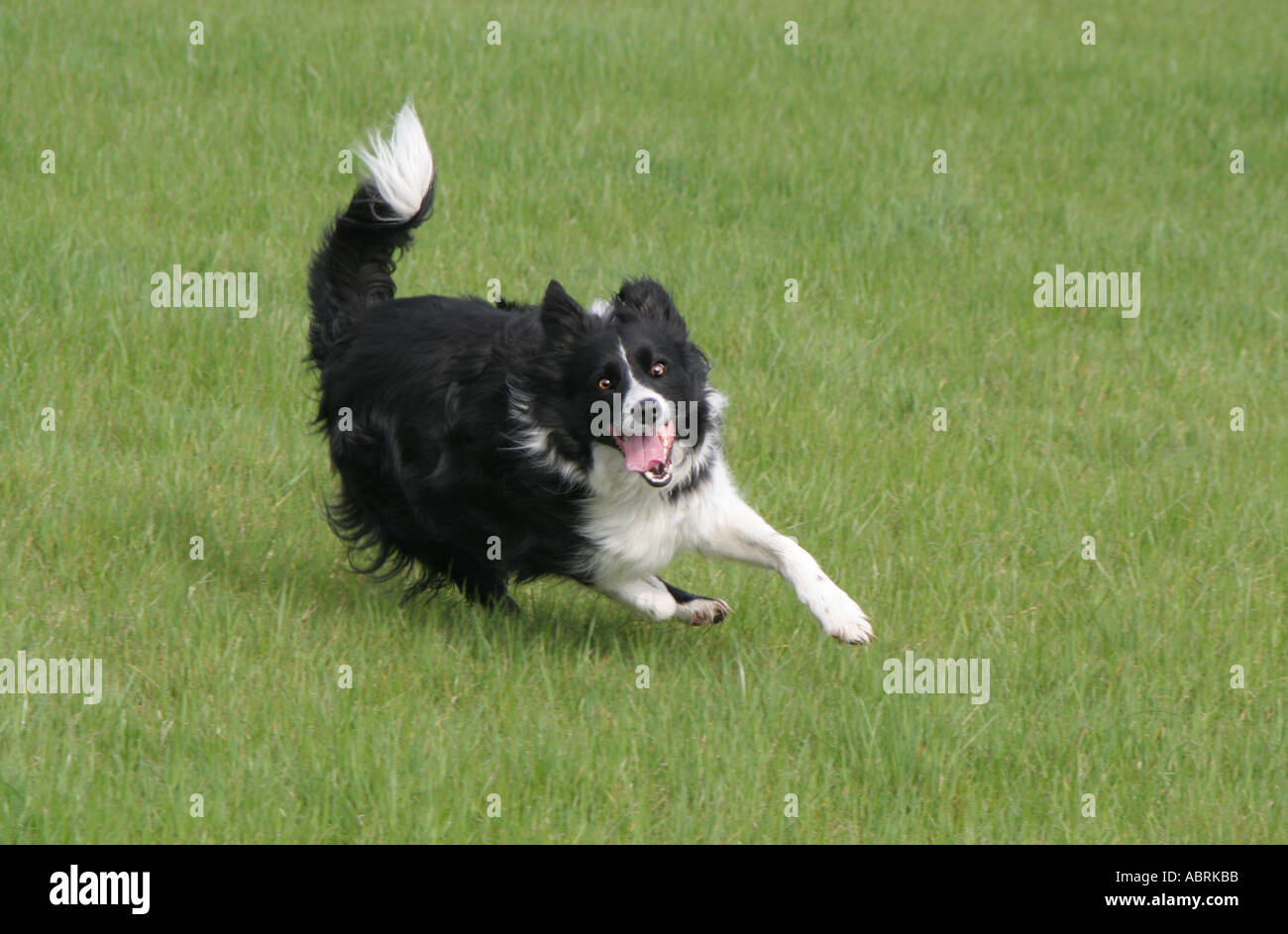 Border Collie Running Stock Photo - Alamy