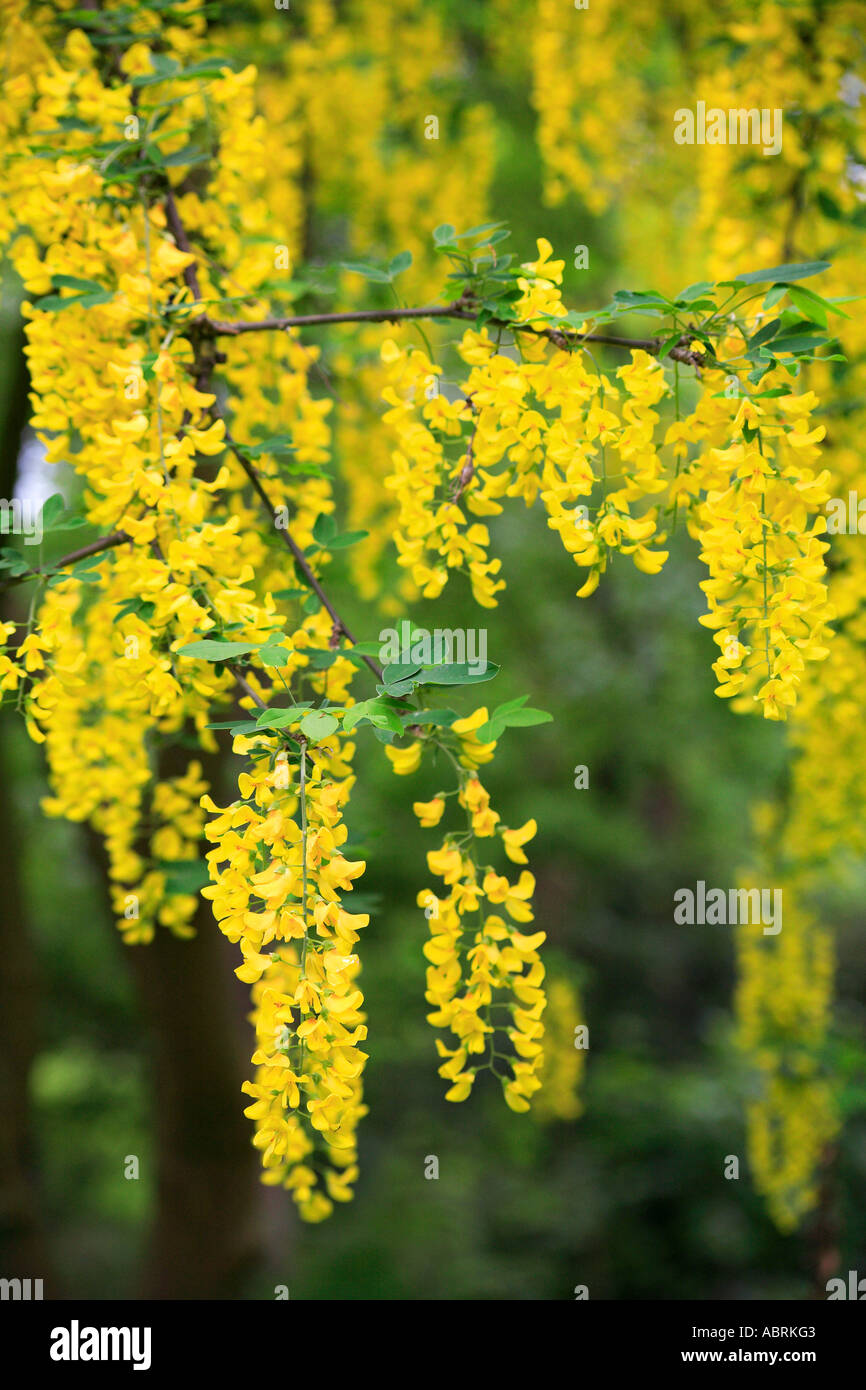 Common Laburnum Laburnum anagyroides Stock Photo - Alamy