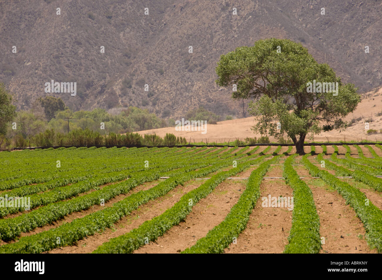 Farming in Mexico Stock Photo - Alamy