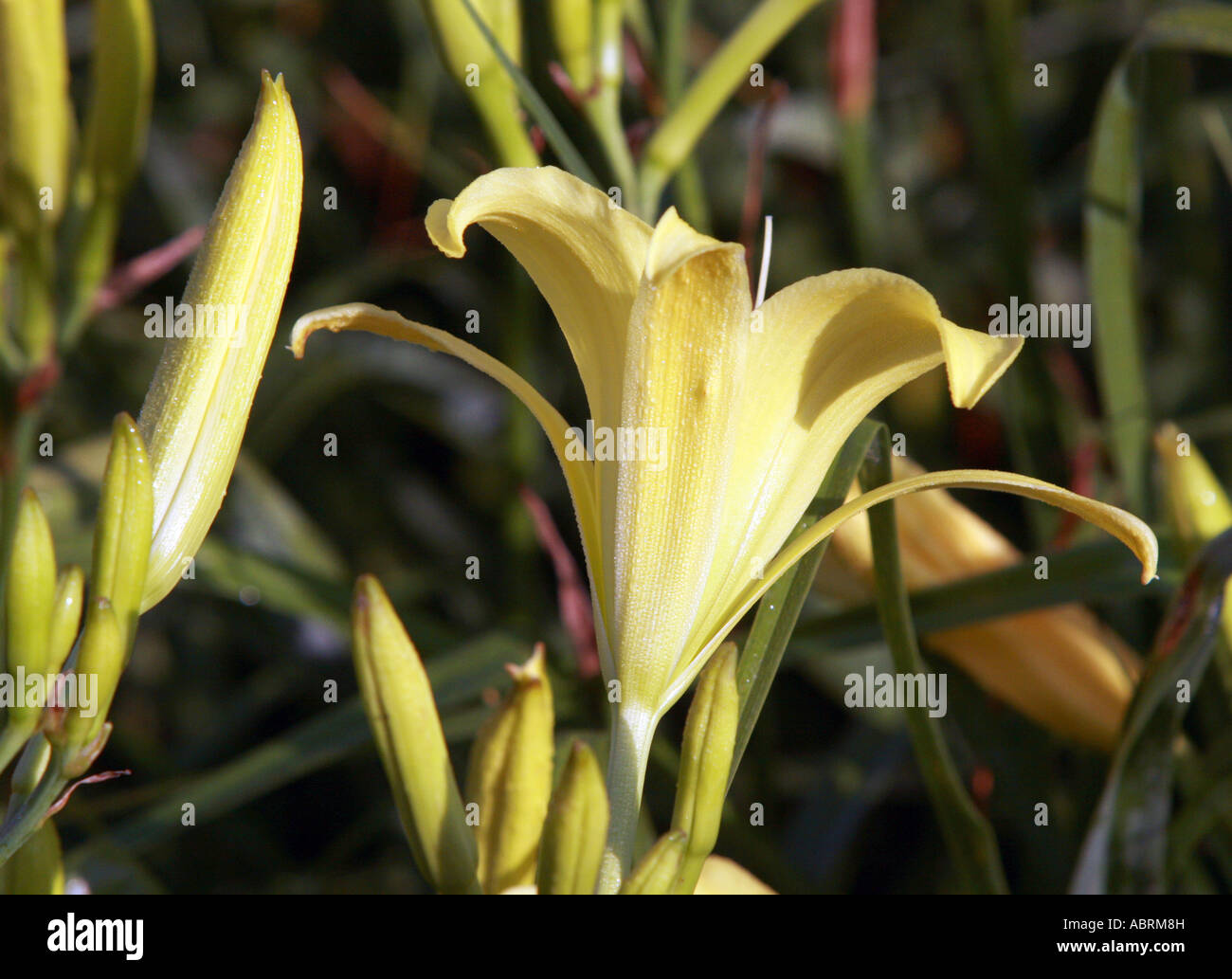 Lemon day lily Stock Photo - Alamy