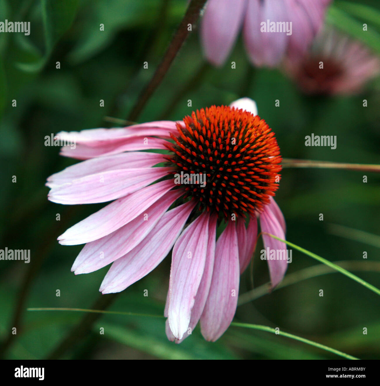 Purple cone flowers Stock Photo - Alamy