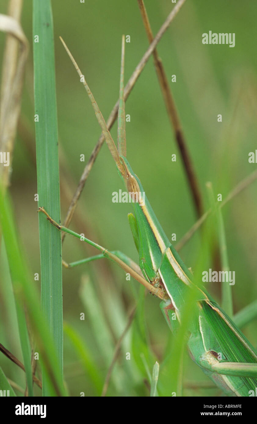 Grasshopper scouts hi-res stock photography and images - Alamy