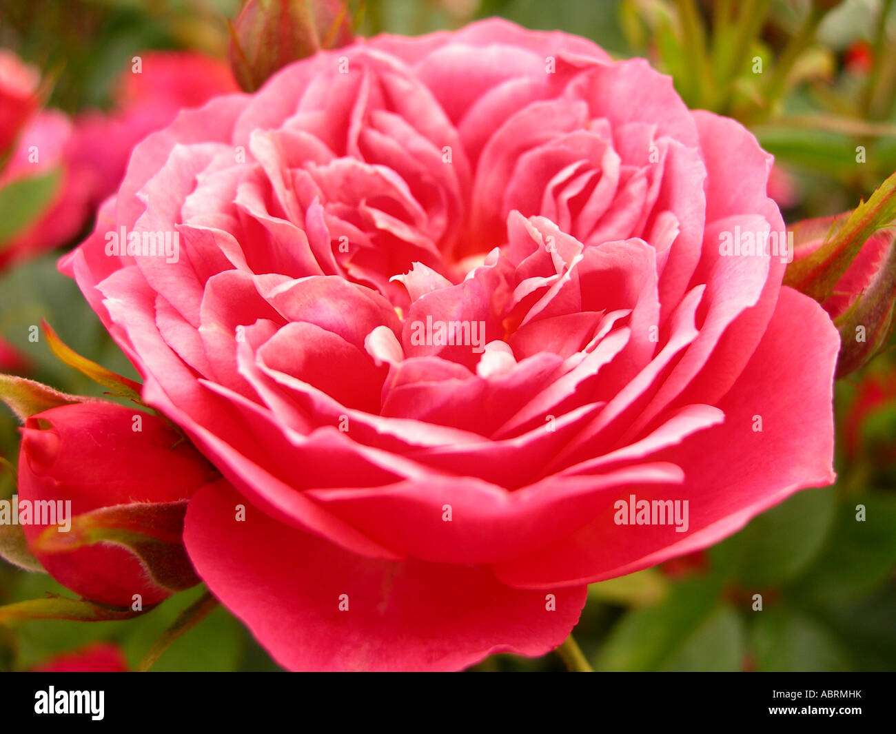 Rose macros hi-res stock photography and images - Alamy