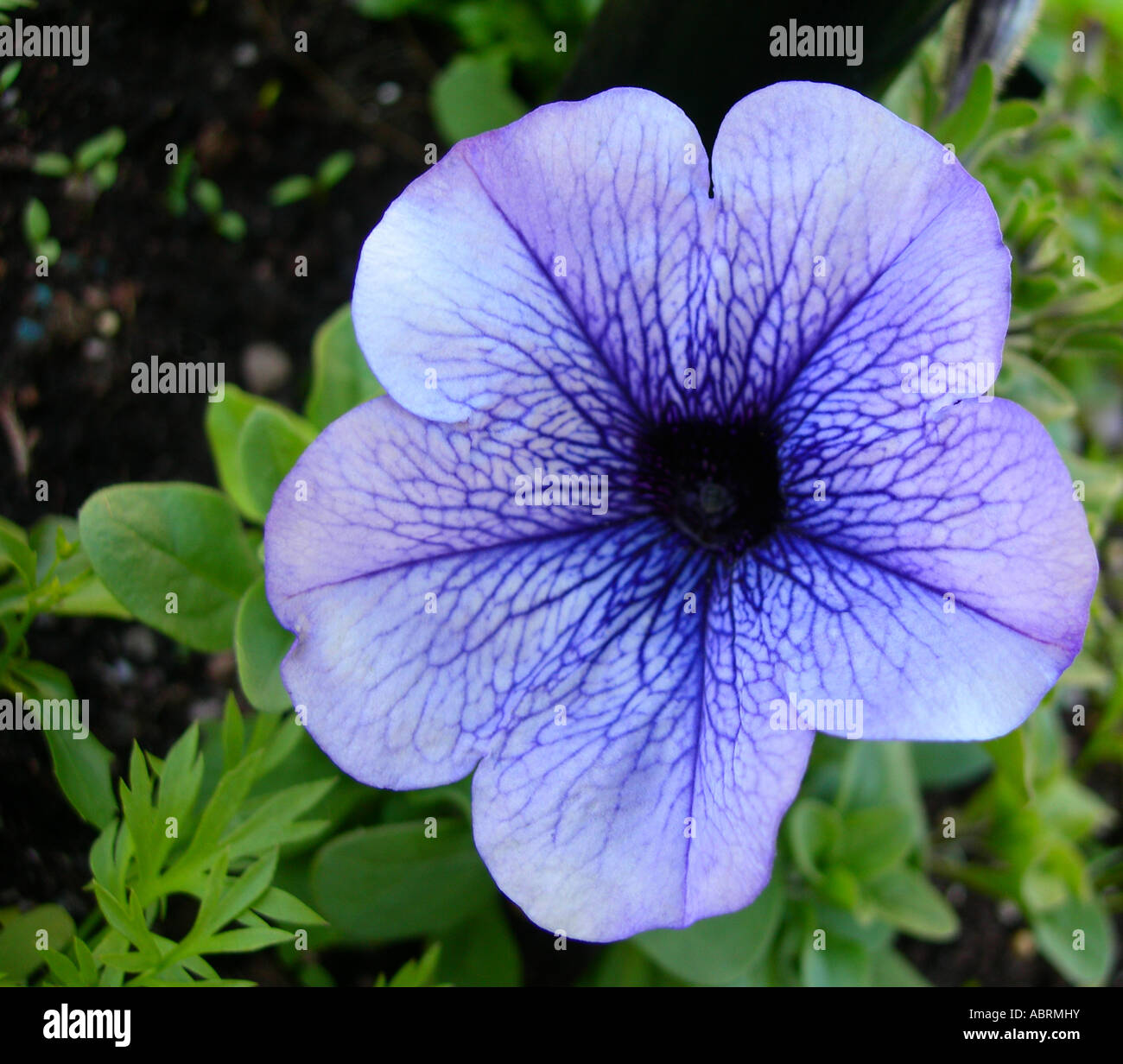 Macro - Magnificent blue coloured flower Stock Photo - Alamy