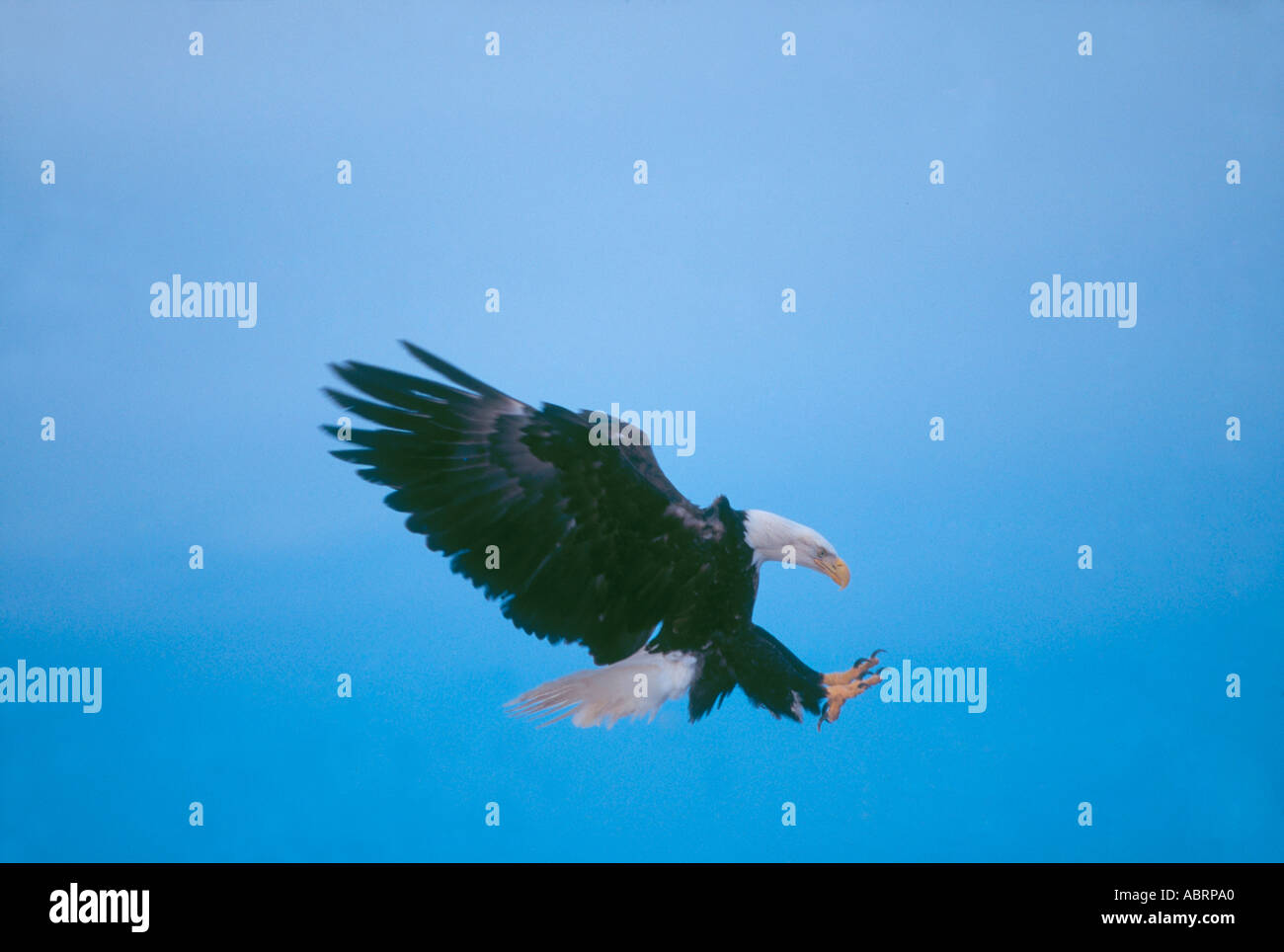 Bald eagle in flight Stock Photo - Alamy