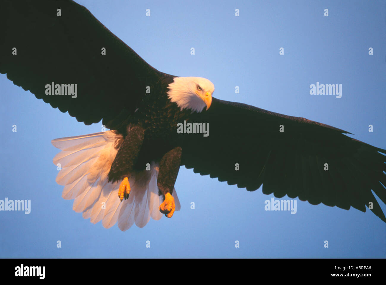 Bald eagle in flight Stock Photo - Alamy